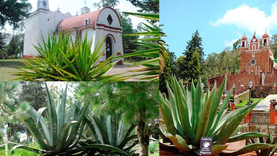 Cerro de los Magueyes - Metepec